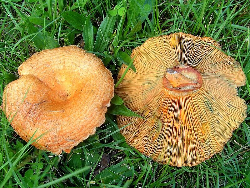 Quiz dla grzybiarzy. Te zdjęcia rozpoznacie w mig - Quizy