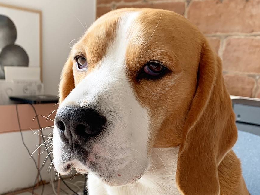 Psy rasy beagle. Jak wyglądają? Takiego psa ma Meghan Markle – Wprost