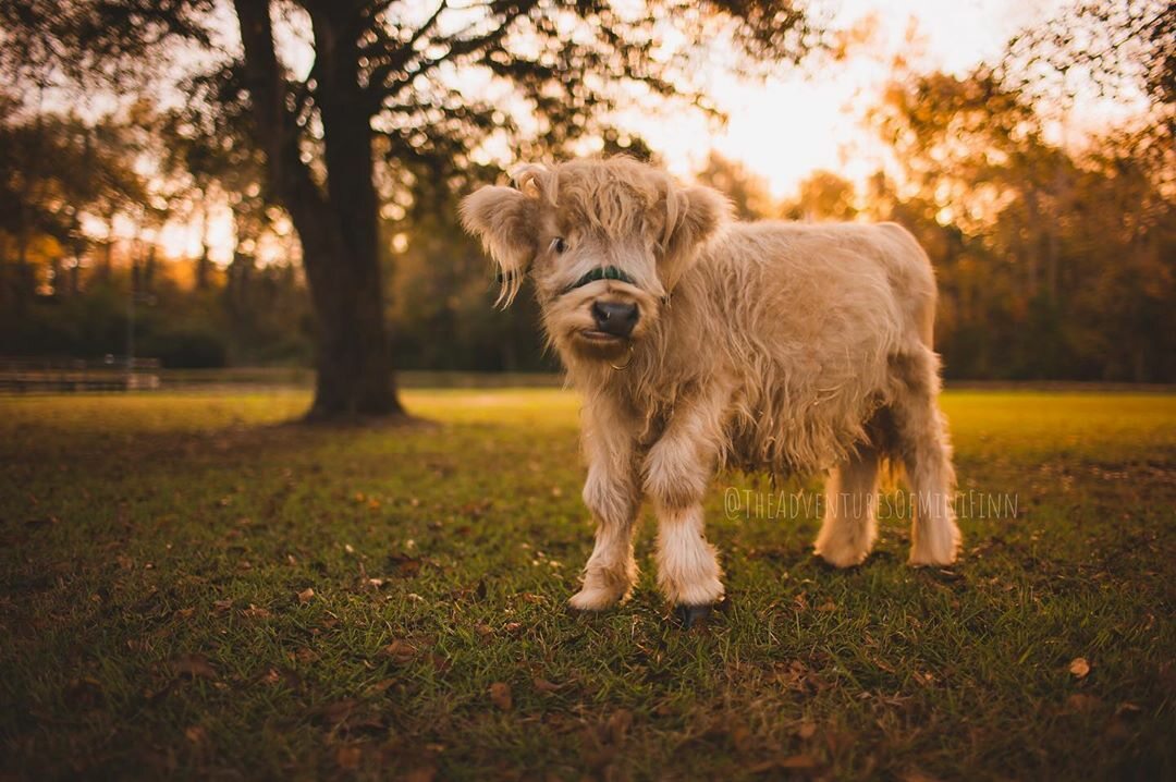 Miniaturowa krowa Finn - galeria, zdjęcie 13
